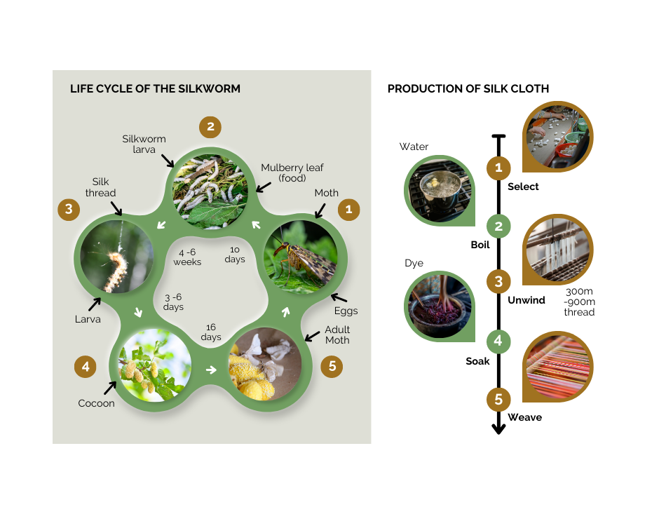 IELTS Writing | The silk-making process